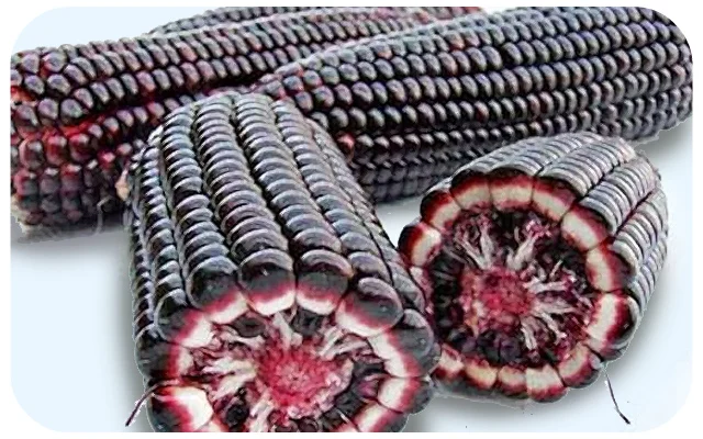 Get to Know the Health Benefits of Purple Corn | 1mhealthtips.com