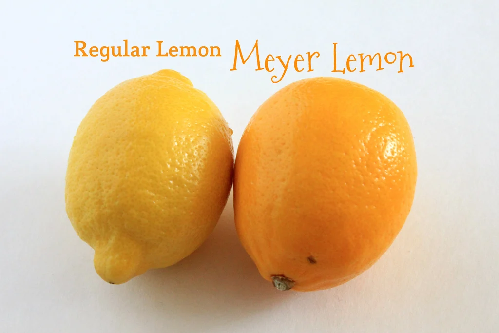 Meyer Lemons vs Regular Lemons: Know Their Differences | 1mhealthtips.com
