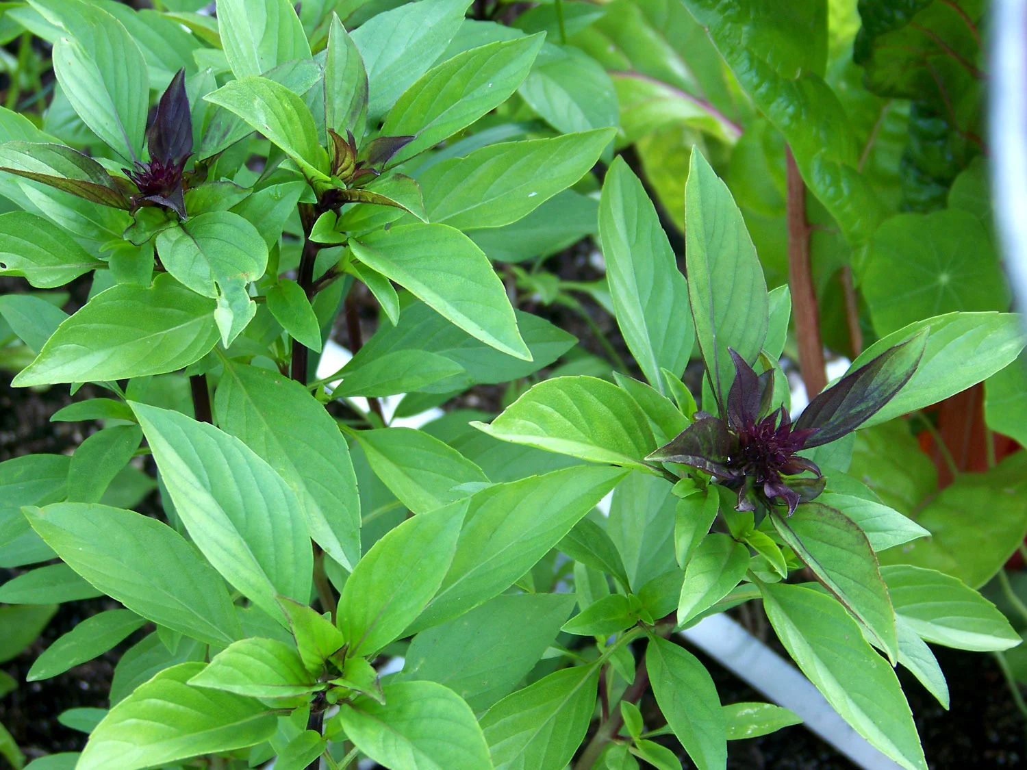 Various Skin and Hair Benefits of Basil | 1mhealthtips.com
