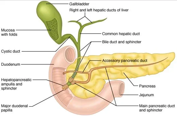 Learn More About Pancreas — Healthdigezt.com