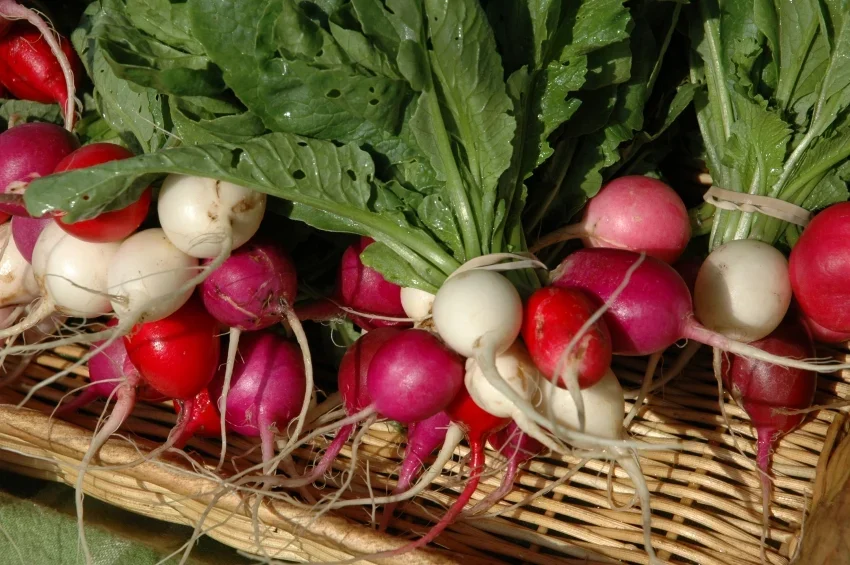 20 Fascinating Benefits of Radish for Skin, Hair and health ...