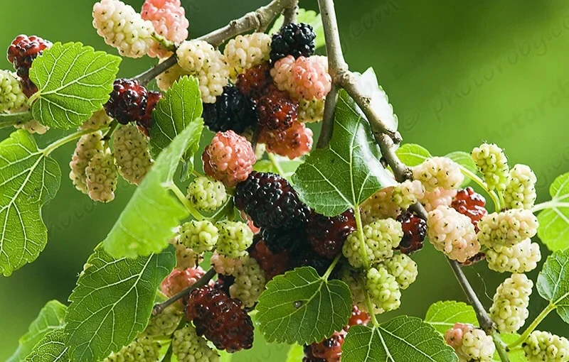 Amazing Health Benefits of Mulberries — Healthdigezt.com