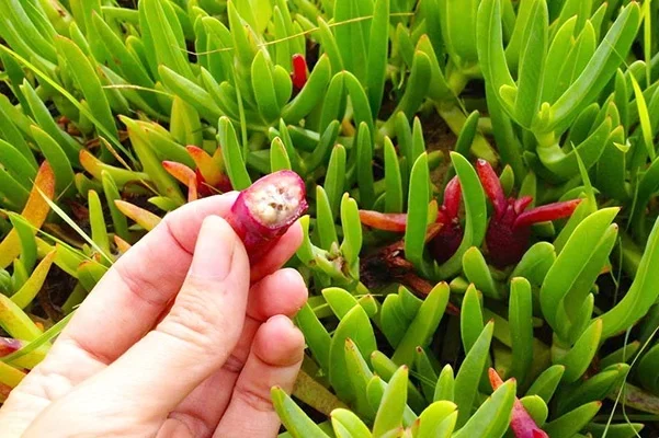 Impressive Benefits of Karkalla Fruit — Healthdigezt.com