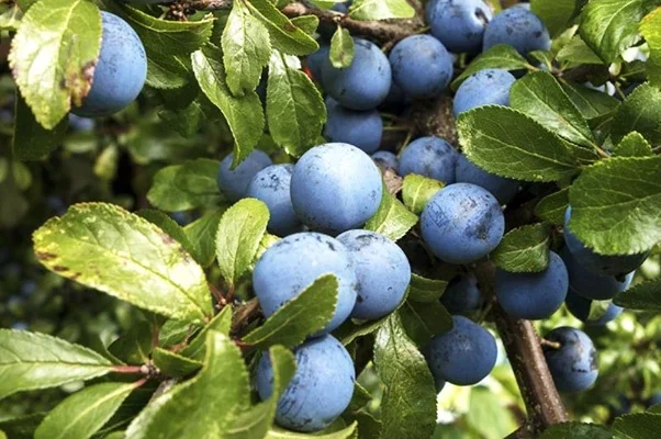 Health Benefits of Sloe Berries — Healthdigezt.com