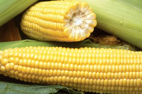Corn Benefits and Sample Recipe — Healthdigezt.com