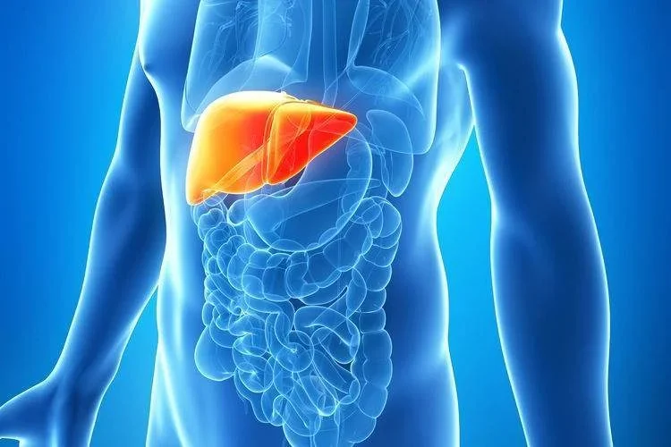 Enlarged Liver Information, Treatment, Diet and Home Remedy ...