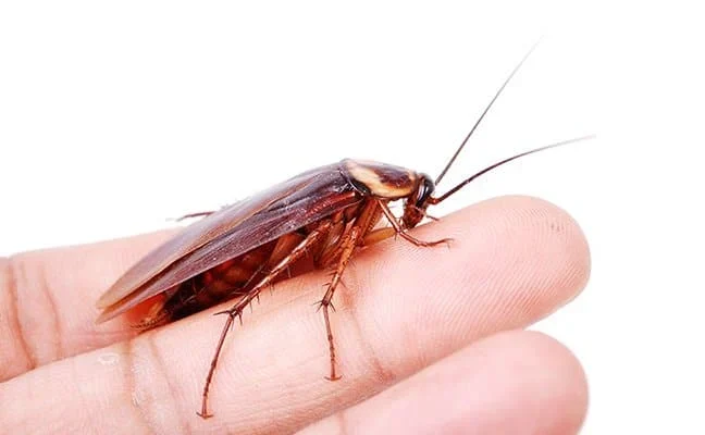 Home Remedies for Cockroach Bites — Healthdigezt.com