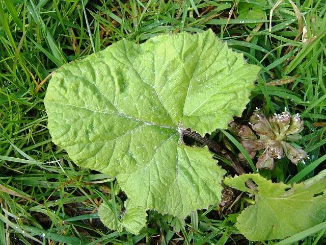 Pinipig (Pounded Rice Grains) Health Benefits and Sample Recipe ...