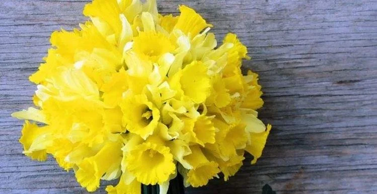 Simple Homemade Rescue Remedy Flower Essences Recipe — Healthdigezt.com
