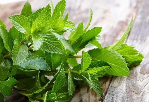 Health Benefits of Jack Beans — Healthy Builderz