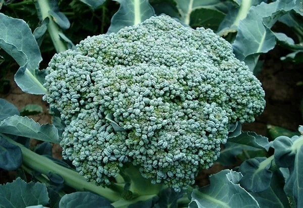 Health Benefits of Calabrese with Recipe — Healthy Builderz