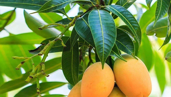 The Many Medicinal Properties of Mango Leaves — Healthy Builderz