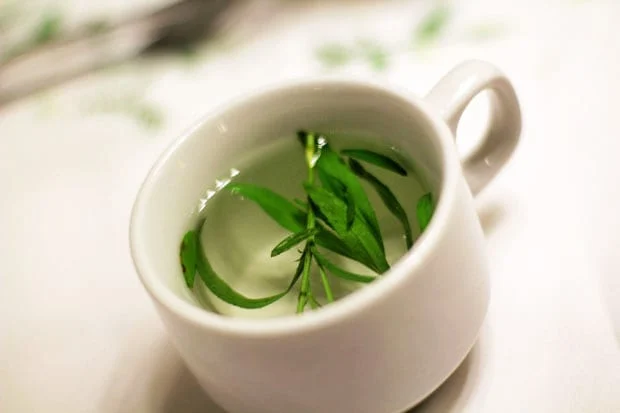 Health Perks of Drinking Tarragon Tea — Healthy Builderz