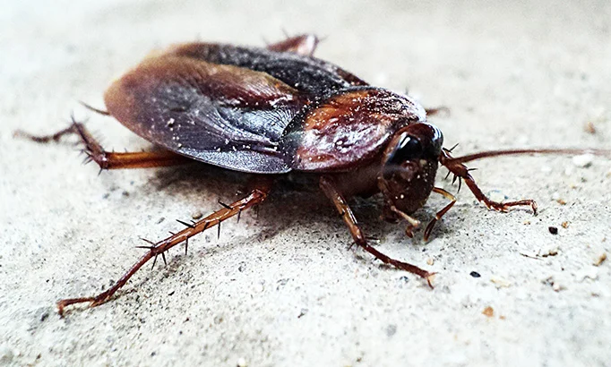 Natural Remedies for Cockroach Bites — Healthy Builderz