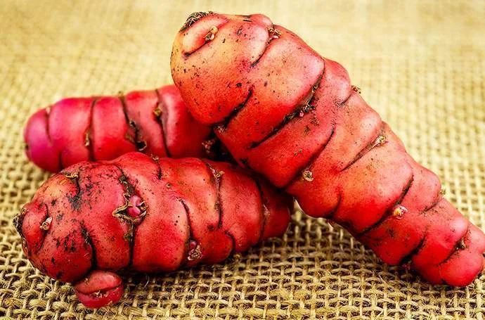 Health Benefits of New Zealand Yam (Oca) — Healthy Builderz