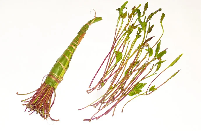 Medicinal Benefits of Khat — Healthy Builderz