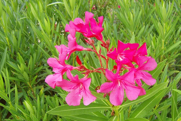 Skin Bleaching and Its Effects — Healthy Builderz