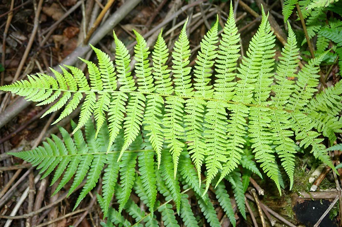 Health Benefits of Weightlifting — Healthy Builderz