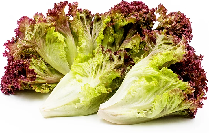 Benefits of Lollo Rosso You Should Know About — Healthy Builderz