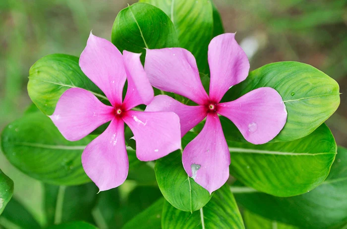 Medicinal Benefits of Periwinkle — Healthy Builderz