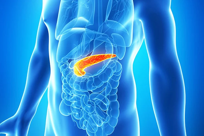 What Happens to Your Body If Your Pancreas is Not Functioning Well ...