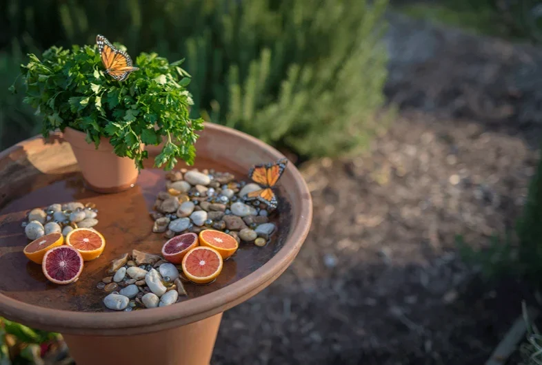 DIY Butterfly Garden — Idea Digezt